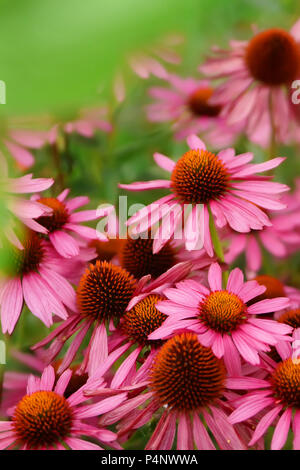 Dramatic over the top color saturation of a blossoming pink echinacea ...