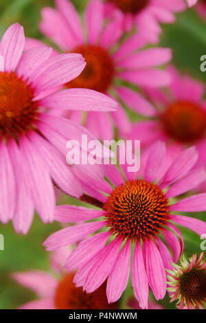 Dramatic over the top color saturation of a blossoming pink echinacea ...