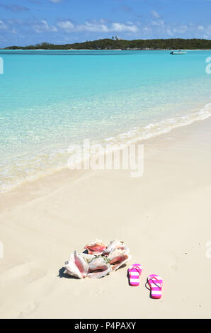 Conch on the beach. Exuma, Bahamas Stock Photo - Alamy