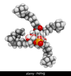 Cardiolipin (tetralinoleoyl cardiolipin) molecule. Important component ...