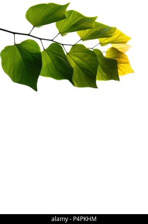 heart of beautiful green leaves, isolated on white Stock Photo - Alamy