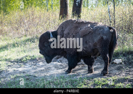 North American Bison (Bison Bison), Elk Island National Park, Alberta ...