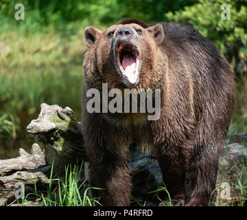 Grizzly Bear Roaring Stock Photo - Alamy