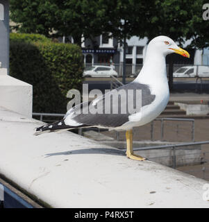 Gull seabird aka Seagull or Mew bird animal Stock Photo - Alamy
