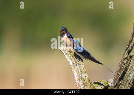 BBarn Swallow bird (Hirundo rustica) perched on a wooden log during ...