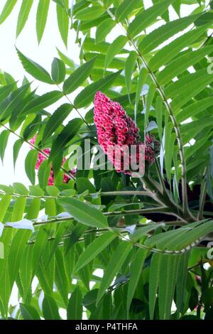 Fluffy pink red staghorn sumac with velvety texture seeds Stock Photo ...