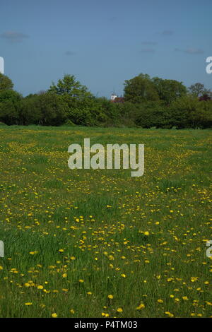 A view of the redundant church of St Peter at Corpusty, Norfolk ...
