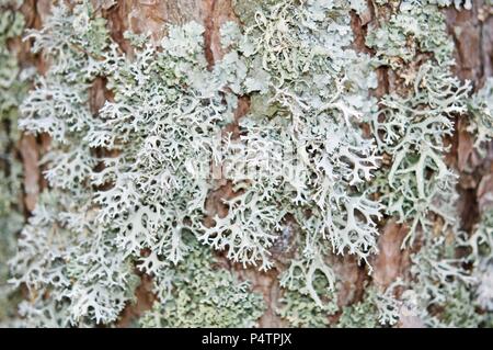 Lichens embedded in a tree in macro view Stock Photo - Alamy