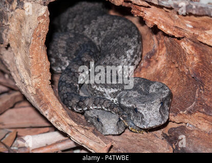 Common or Southern Death Adder Stock Photo - Alamy