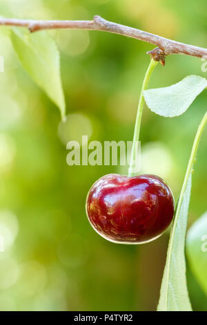 Single red cherry on a tree with leaves Stock Photo - Alamy