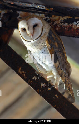 Barn owl with closed eyes sitting on branch Stock Photo - Alamy