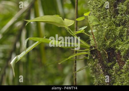Epiphytic plant in tree. Pacaya Samiria National Reserve. Amazon Basin ...