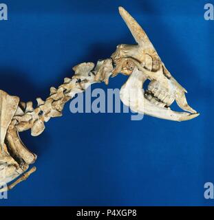 Myotragus balearicus. Small mammal like antelope feeding on bark and ...