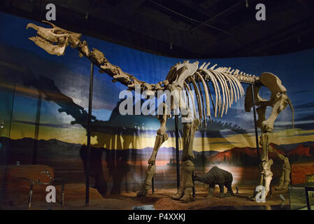 Platybelodon danovi, Turpan museum, Turpan, Xinjiang, China Stock Photo ...