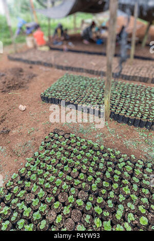 Young coffee plantation, Paksong, Laos Stock Photo - Alamy