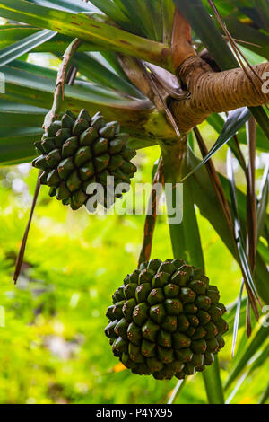 Pandanus. This pine is also called the Screw pine on account of the ...