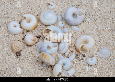 Fossil Sea snail (marine gastropod) - Turritella terebra - Miocene ...