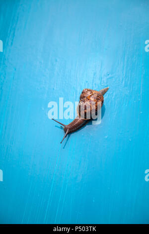 Top view of a snail on the ground Stock Photo - Alamy