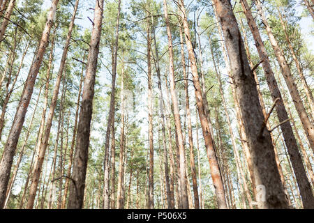 environment, enviroment, tree, park, pine, summer, summerly, spring ...