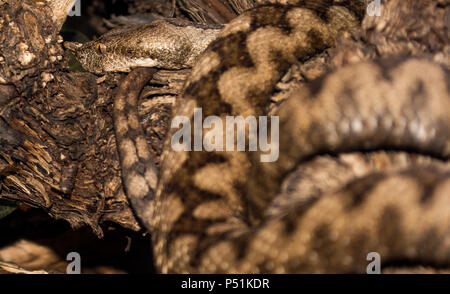 Horn nose viper snake Stock Photo - Alamy
