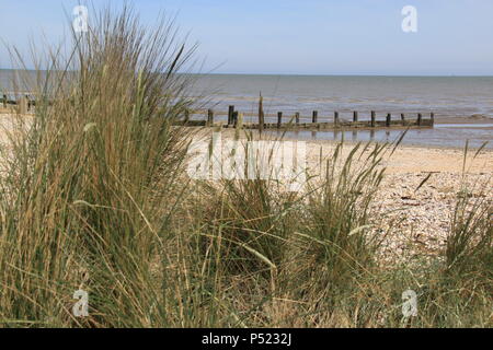 Old weathered groynes protecting against coastal erosion on Shellness ...