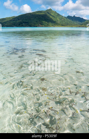 Huahine, French Polynesia, South Pacific Stock Photo - Alamy