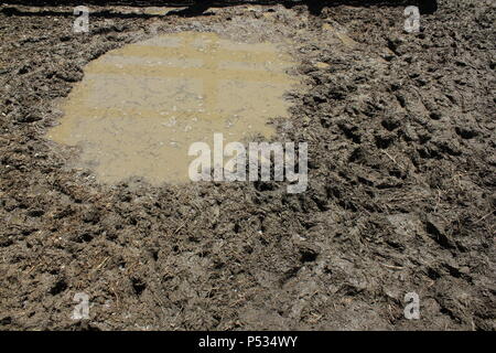 Summer scene of a muddy and trampled pigpen Stock Photo - Alamy