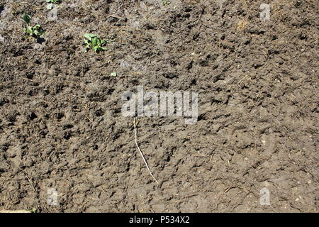 Summer scene of a muddy and trampled pigpen Stock Photo - Alamy