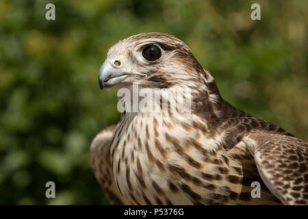 Hybrid Gyr-peregrine falcon portrait Stock Photo - Alamy