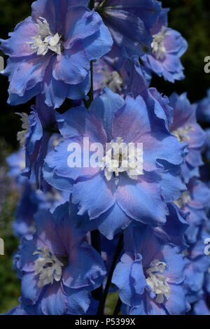 DELPHINIUM AURORA BLUE Stock Photo - Alamy