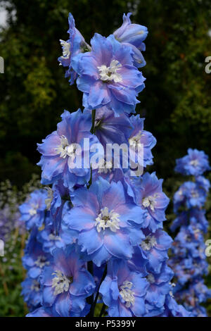 Delphinium ‘Aurora Blue’ Stock Photo - Alamy