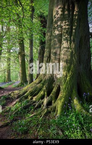 Spring beech wood near Chipping Campden, Gloucestershire, England Stock ...