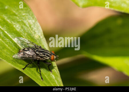 House Fly, Flesh Fly or Meat Fly Sarcophagidae Parasite Insect Pest on ...