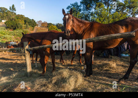 Polo pony horses grouped together in paddocks eating resting end of ...