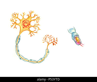 Illustration of a pyramidal neuron (pyramidal cell) are a type of Stock ...