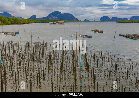 Wood for the mussels farm. Cultured mussels near the pier of fishing ...