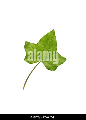 the ivy leaf Stock Photo - Alamy