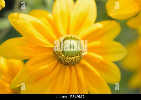 Macro details of yellow Margarete Daisy flowers in summer garden Stock ...