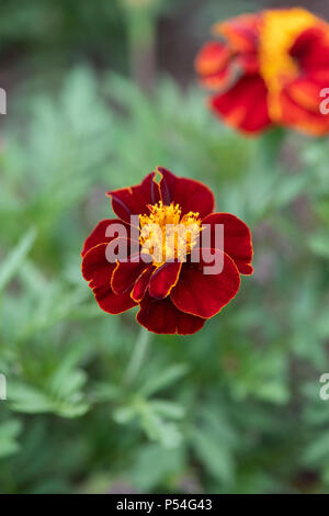 Orange and red tagetes or Marigold flowers in the home garden. Tagetes ...