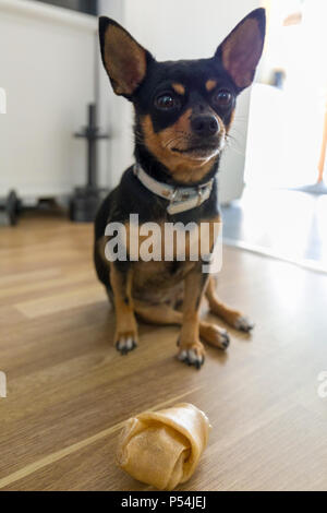 Cute chihuahua dog sitting and waiting Stock Photo - Alamy