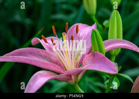 a close up of a pink lily newly opened in the garden Stock Photo - Alamy