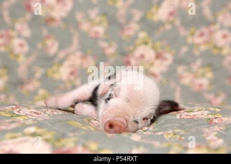 A domestic pig Sus domestica sleeping in a bed of wood chips. A very ...