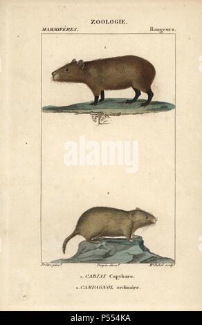 Capybara (Hydrochoerus hydrochaeris), illustration from Soviet ...