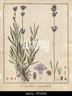 Lavandula angustifolia common lavender Stock Photo - Alamy