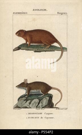 ARBOREAL SPINY RAT Stock Photo - Alamy
