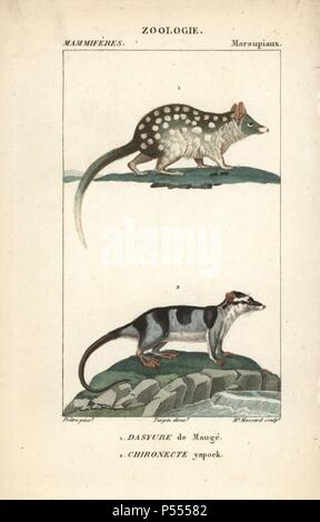 Yapok or water opossum, Chironectes minimus (yapock or palmated opossum ...