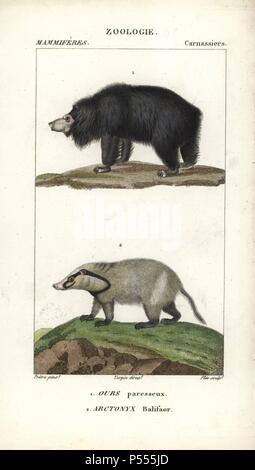 Arctonyx collaris, Print, The hog badger (Arctonyx collaris), also ...