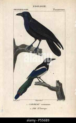 Eurasian magpie or common magpie, Pica pica. De Avibus, de Pica, pigaza ...