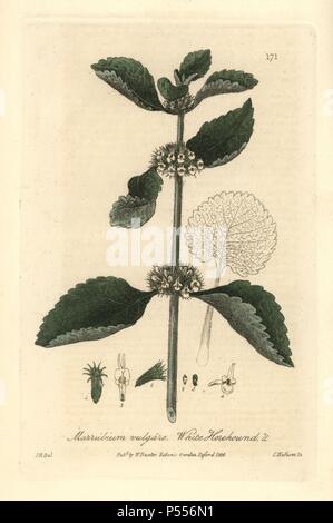 Botanical drawing of white horehound Stock Photo - Alamy