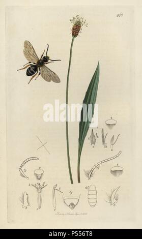 Ribwort plantain, Plantago lanceolata. Handcoloured botanical drawn and ...
